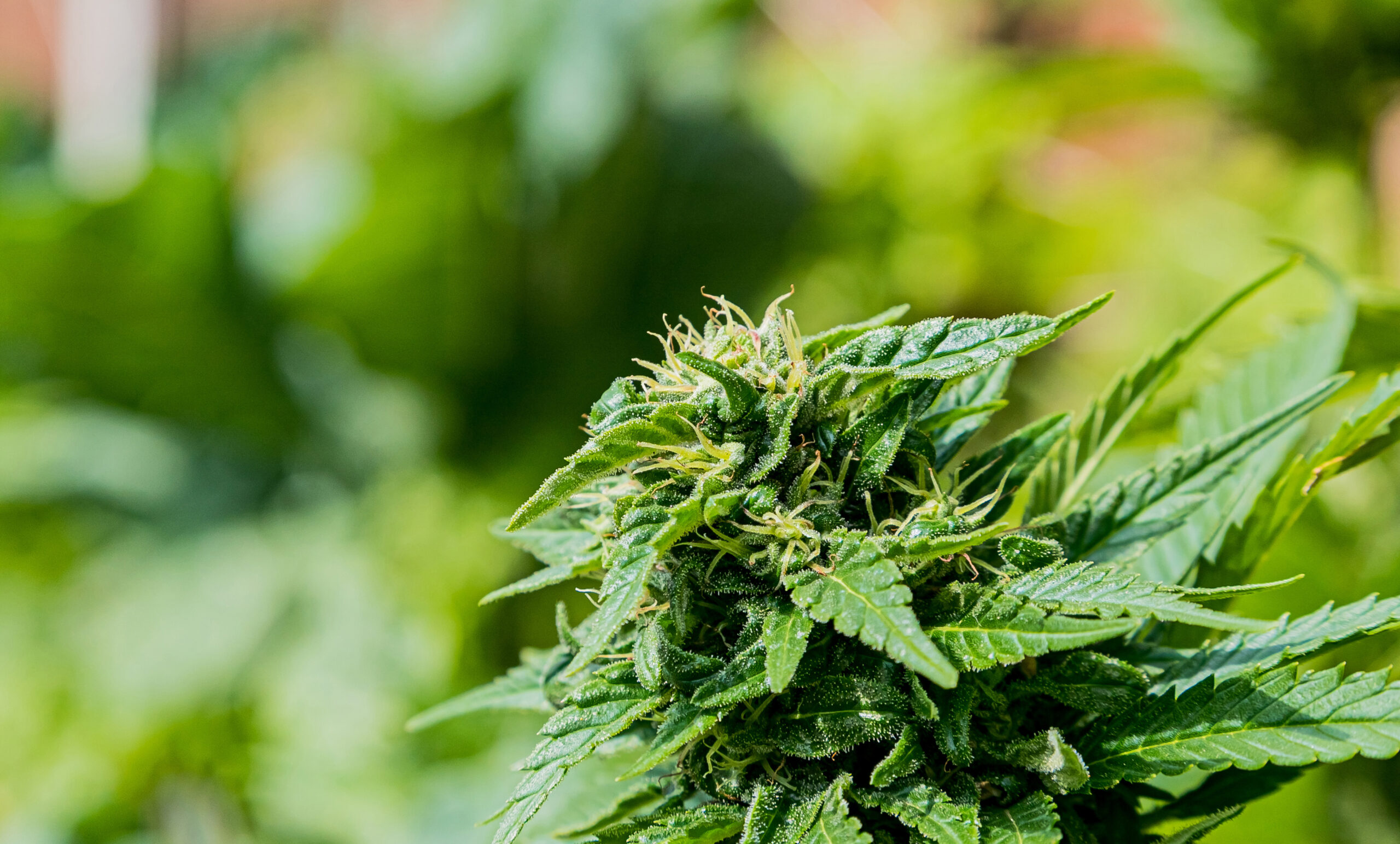 Terpene profile meaning: a technical guide for formulators - World of ...